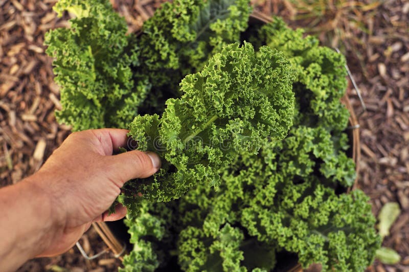Kale crop stock image. Image of evergreen, flowerpot - 25232579