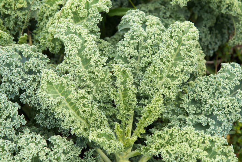 Kale crop stock photo. Image of crop, leaf, food, agriculture - 76343082