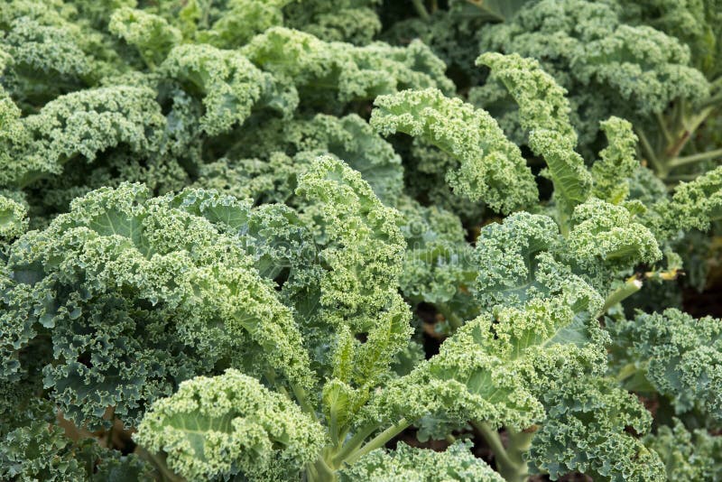 Kale Crop Stock Photos - Download 2,578 Royalty Free Photos