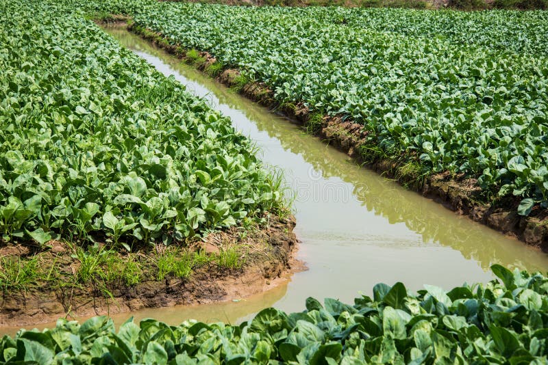 Kale field stock image. Image of farm, cultivate, leaf - 71970159