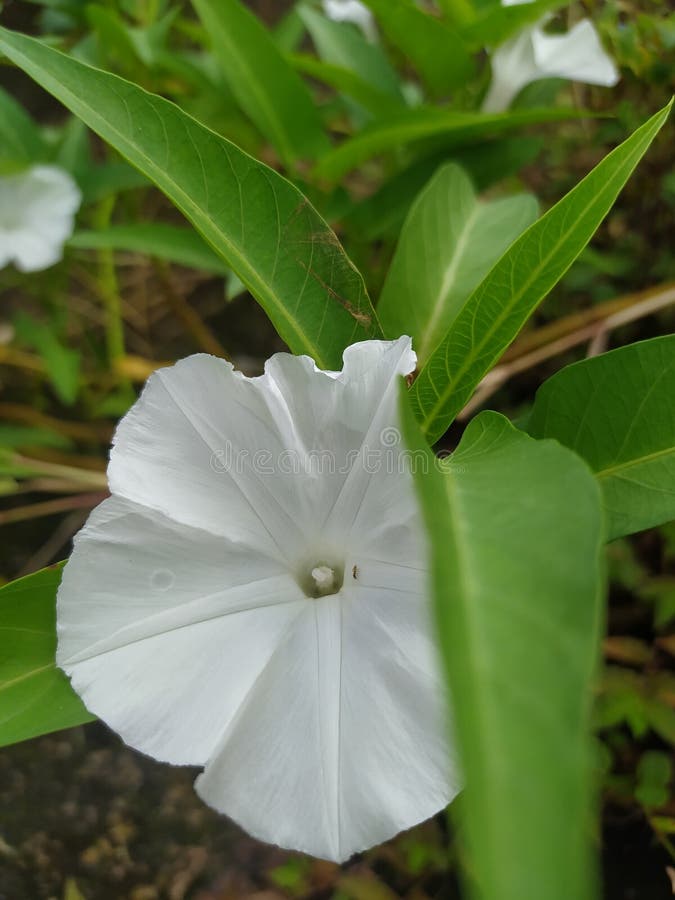 Kale flower bloom stock photo. Image of nature, flower - 269904522