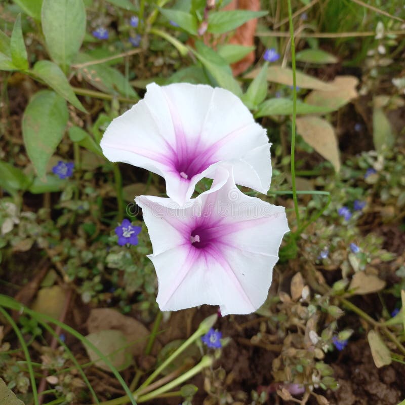 Kale Flowers that are Blooming and Growing Wild on the Edge of the Rice ...