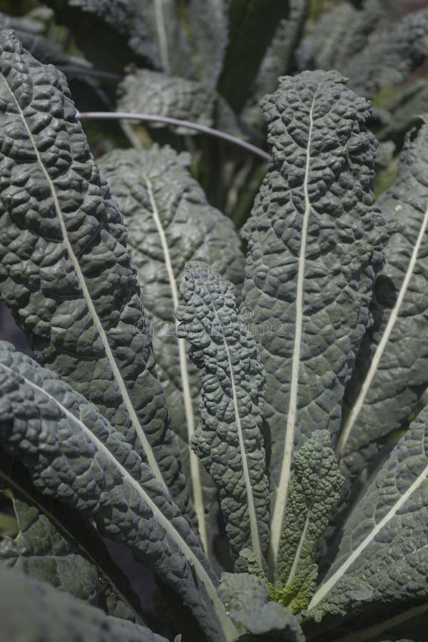 Kale in the garden stock photo. Image of nature, organic - 105077574
