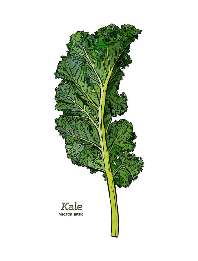 Kale, Hand Draw Vector. Vegetable Stock Vector - Illustration of draw ...