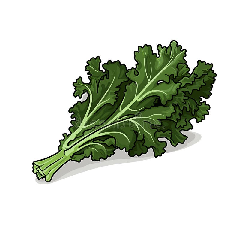 Kale Brassica Stock Illustrations – 304 Kale Brassica Stock ...