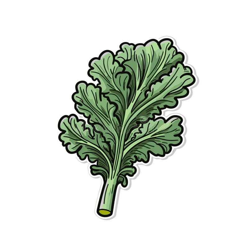 Kale Hand-drawn Illustration. Kale. Vector Doodle Style Cartoon ...