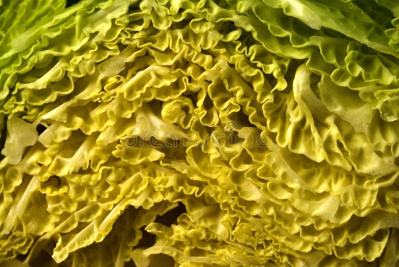 Kale/Kail stock image. Image of stuff, isolated, vegetable - 3340995