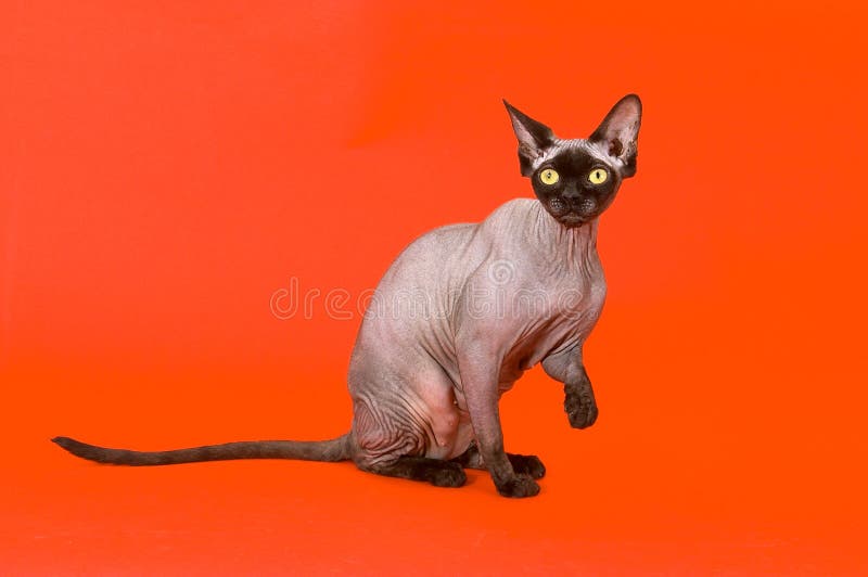 Kale kat stock foto. Image of binnenlands, hoofd, rimpels - 1779100