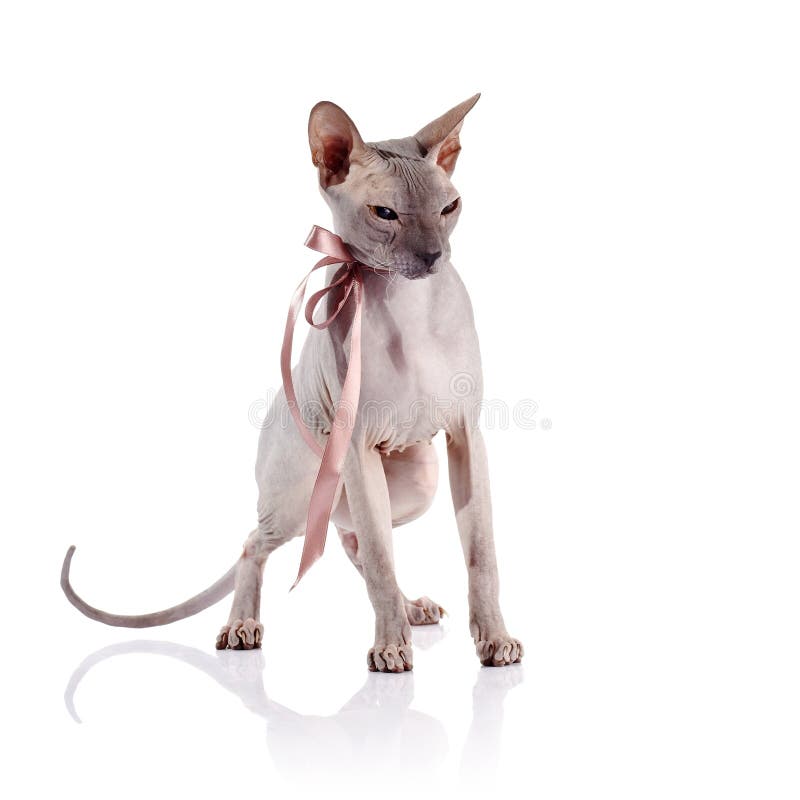 Kale kat met een band stock afbeelding. Image of lief - 45997811