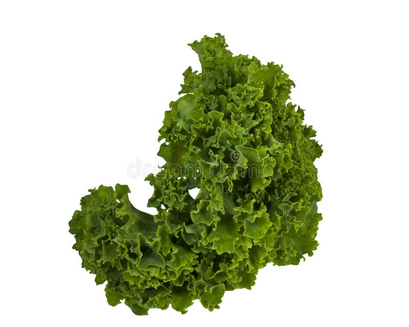 Kale Leaf stock image. Image of leaf, cabbage, food, fresh - 28181329