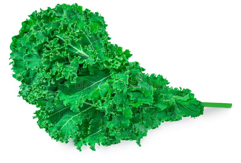 Kale Leaf Salad Isolated on White Background. Kale Cole Closeup. Flat ...