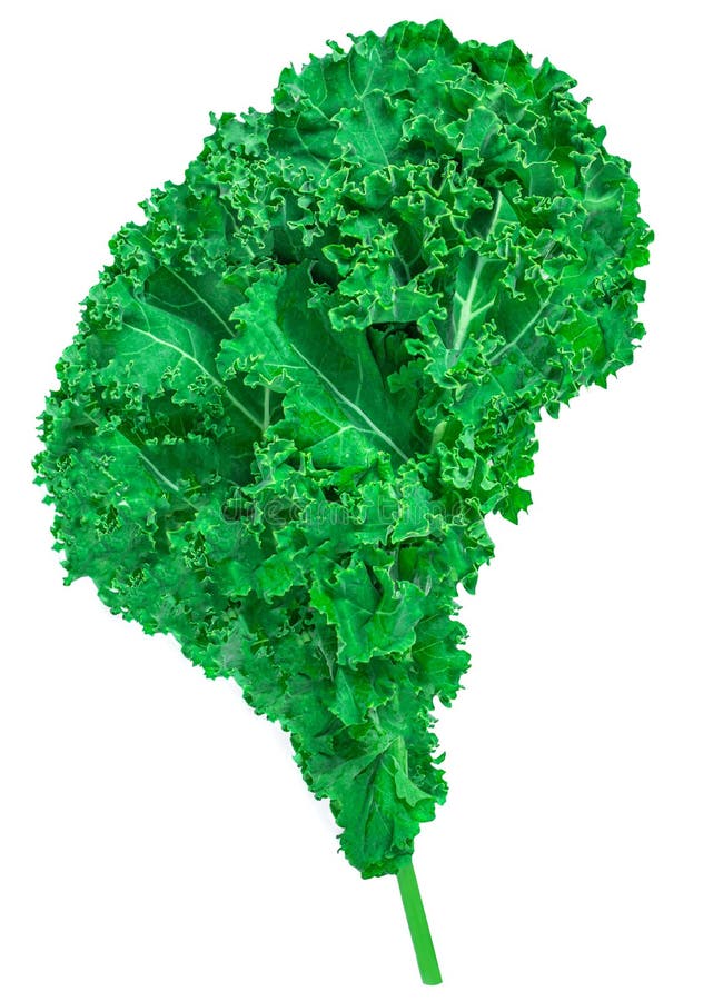 Kale Leaf Salad Isolated on White Background. Kale Cole Closeup. Flat ...