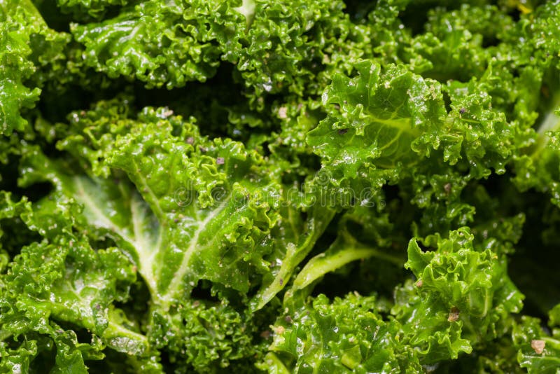 Kale Leaves Being Prepared for Making Kale Chips Stock Image - Image of ...