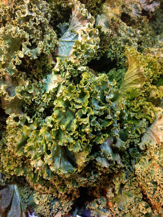 Kale Leaves stock image. Image of growth, bunch, ingredient - 32629691
