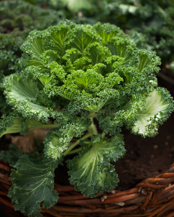 Kale leaves in a pot stock photo. Image of dieting, cabbage - 42996776