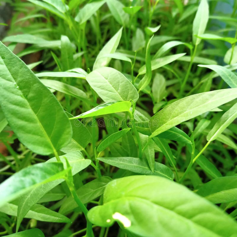 Kale Plant with Bright Green Leaves Growing in the Yard Stock Image ...