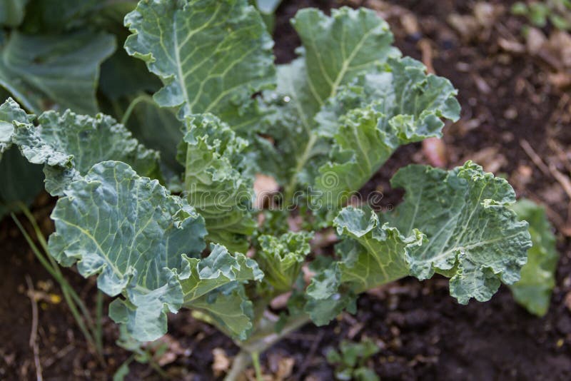 Kale Plant in the Organic Garden in Spring Stock Photo - Image of ...