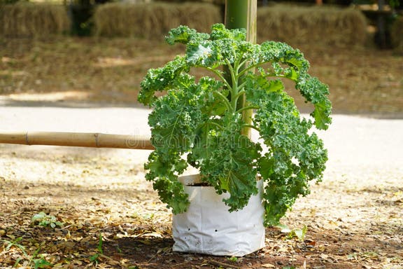 Kale planted in the soil stock photo. Image of isolated - 372514694