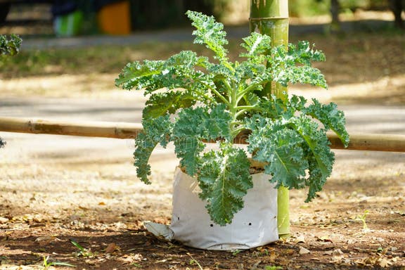 Kale planted in the soil stock image. Image of nature - 372514725