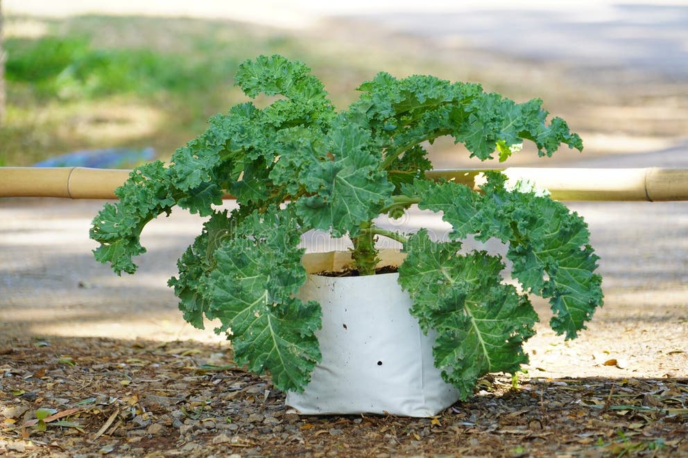 Kale planted in the soil stock photo. Image of food - 372514736