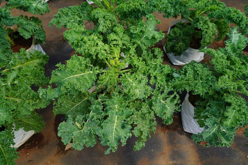 Kale planted in the soil stock photo. Image of closeup - 372515368