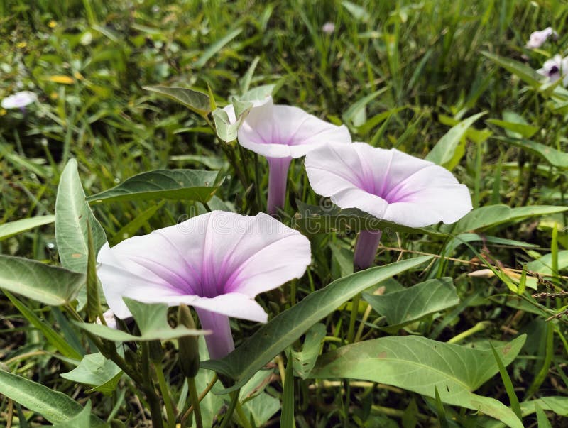 Kale Plants Bloom in the Yard Stock Image - Image of blossom, meadow ...