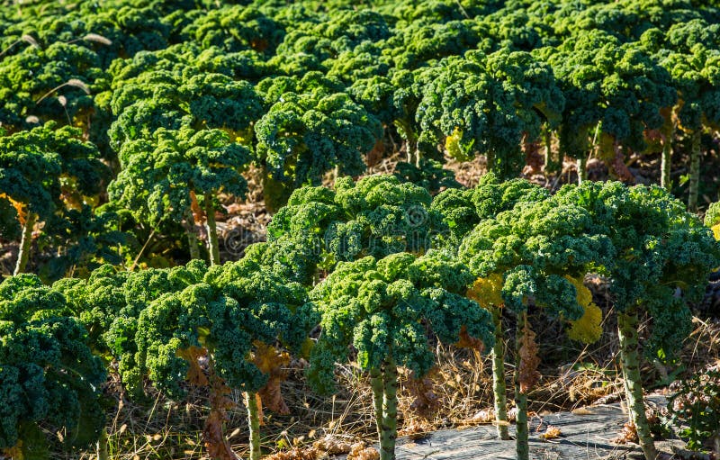 Kale Plants in Field Lit by Sun Stock Image - Image of curled, fresh ...