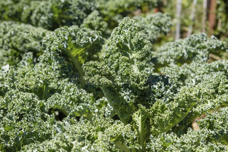 Kale plants stock image. Image of ecology, land, home - 192028095