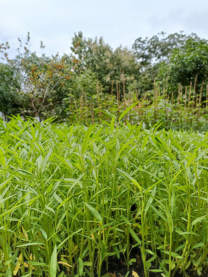 Kale Plants that Thrive in the Back Garden Stock Photo - Image of shrub ...