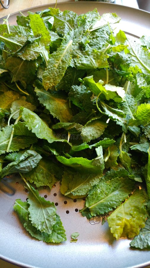 Kale prepped for drying stock image. Image of prepped - 75724377