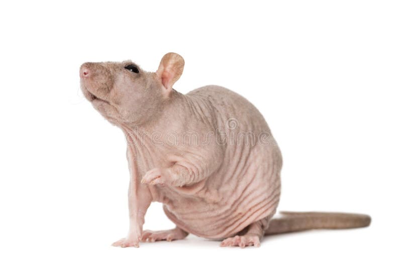 Kale rat stock foto. Image of achtergrond, niemand, schot - 41997486