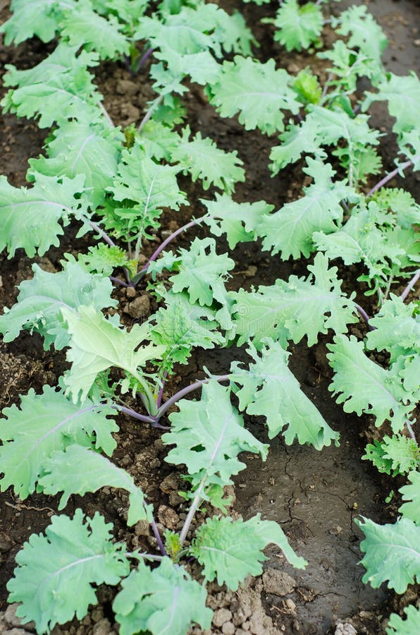 Red Russian Kale plants stock image. Image of crop, food - 33248237