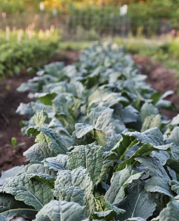 Kale Row stock image. Image of food, organic, plant - 126669367
