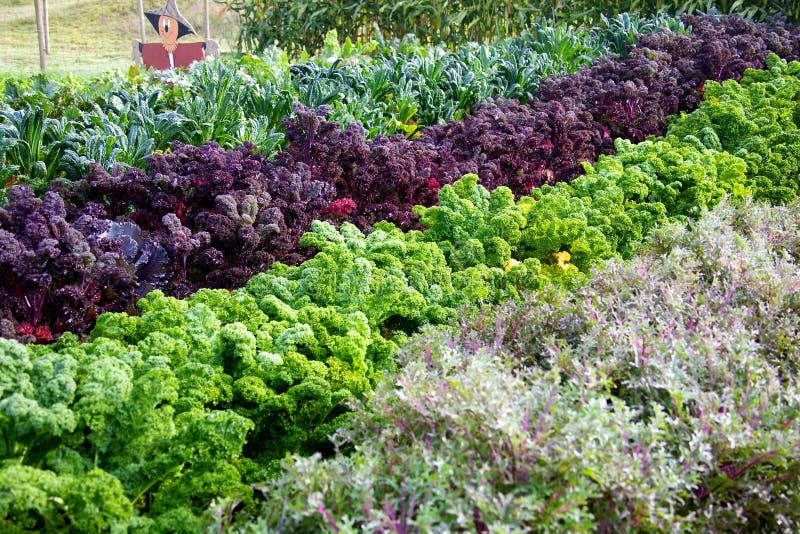 Kale stock photo. Image of organic, green, landscape - 45472816