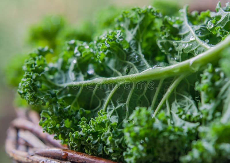 Kale in Rustic Basket on Daylight Close Up Stock Photo - Image of close ...