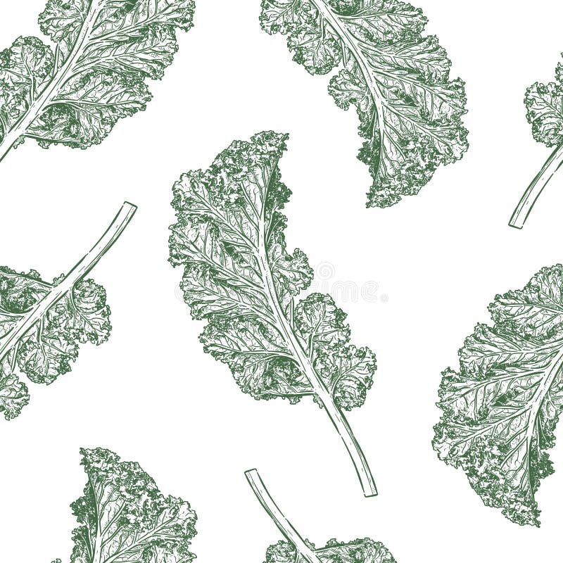 Kale, Hand Draw Vector. Vegetable Stock Vector - Illustration of draw ...