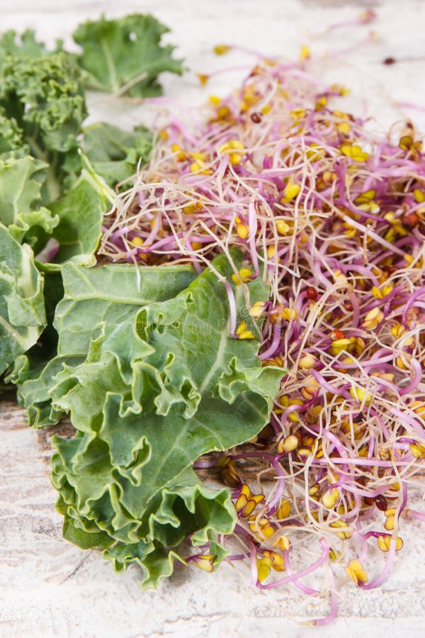 Kale Sprouts As Source Natural Vitamins and Minerals. Healthy Nutrition ...