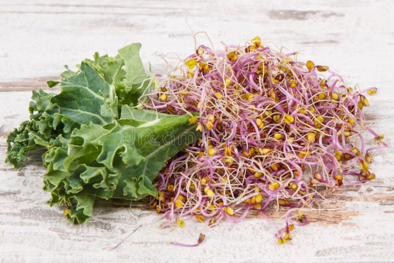 Kale Sprouts As Source Natural Vitamins and Minerals. Healthy Nutrition ...