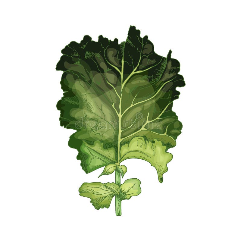 Sea Kale. Vector of Algae. Hand Drawn Sea Kale, Seaweed Stock Vector ...