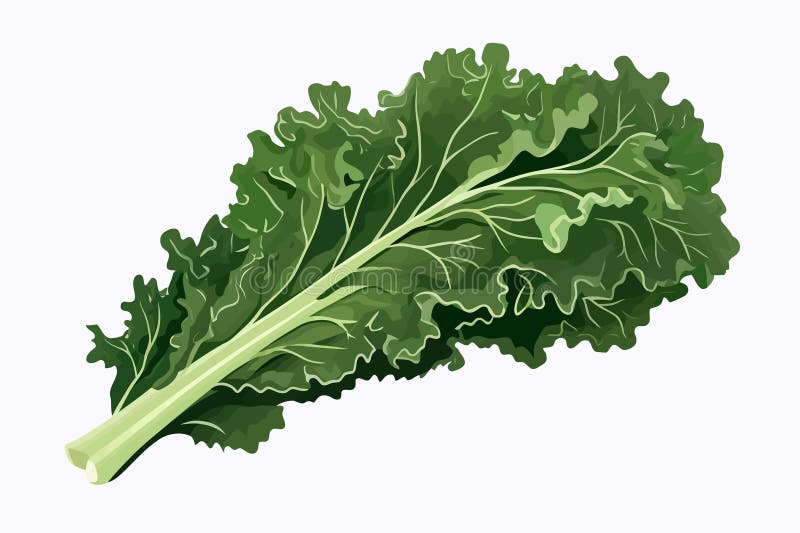 Kale Vector Flat Minimalistic Asset Isolated Vector Style Illustration ...