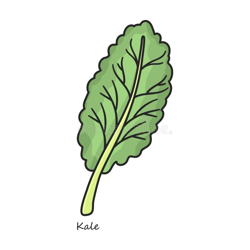 Kale Vector Icon. Color Vector Icon Isolated on White Background Kale ...