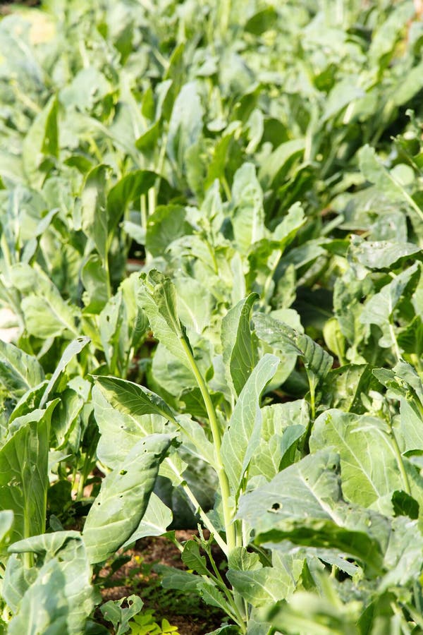 Kale vegetable on farm stock image. Image of vitamin - 50724991