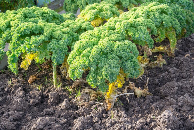 Kale in a vegetable garden stock photo. Image of healthy - 169687626