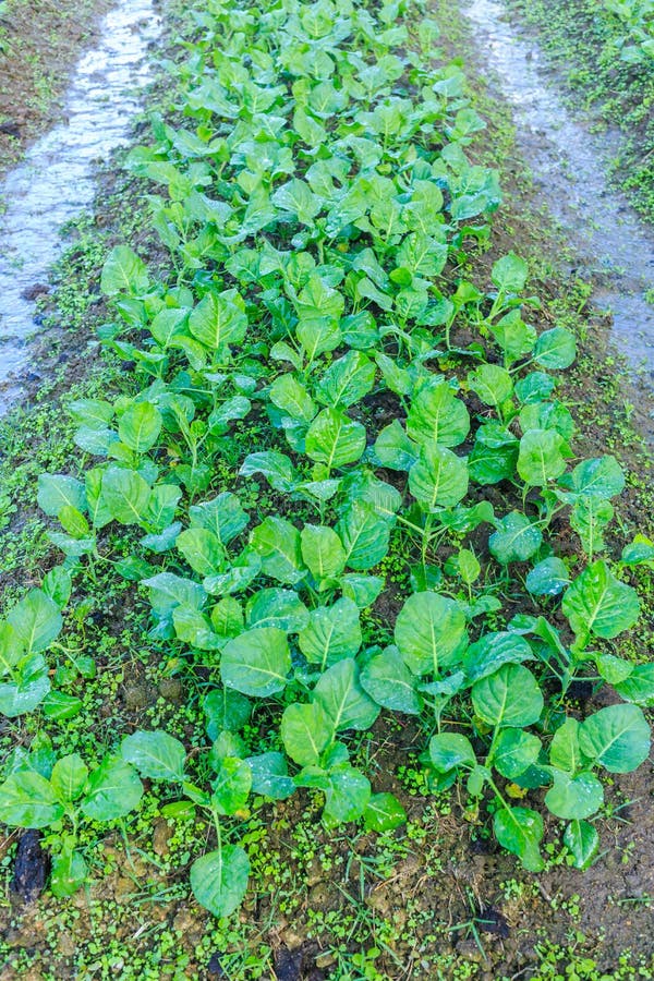 Kale Vegetable Garden Plant Stock Photo - Image of fresh, green: 49120772