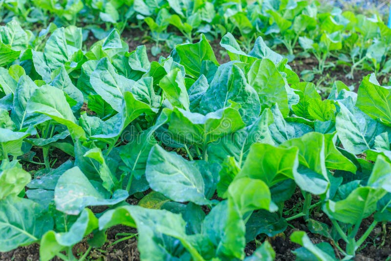 Kale Vegetable Garden Plant Stock Image - Image of ingredient, vitamin ...