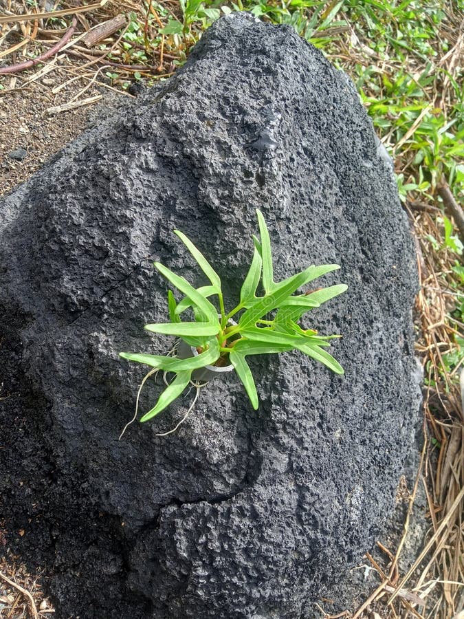 Kale Vegetable Seeds on Black Stone Stock Image - Image of seeds, black ...