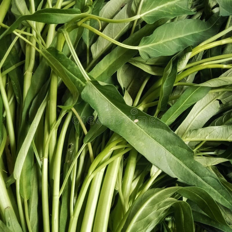 Kale is Very Rich in Nutrients, Low in Calories and Also Strengthens ...