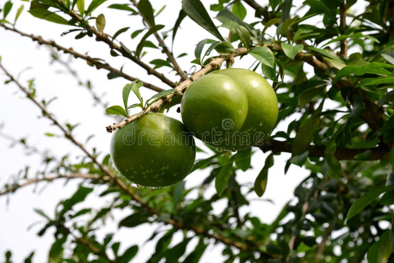 Curacao Van De Het Kruidtuin Van De Kalebasboomboom Meningen Stock Foto ...