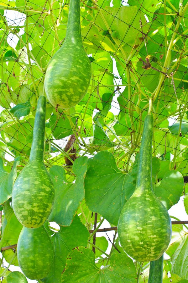 Kalebass- Eller Flaskkalebass Fotografering för Bildbyråer - Bild av ...