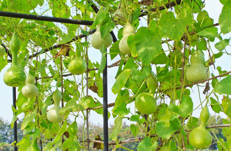 Kalebass- Eller Flaskkalebasstunnel Arkivfoto - Bild av kalebass ...